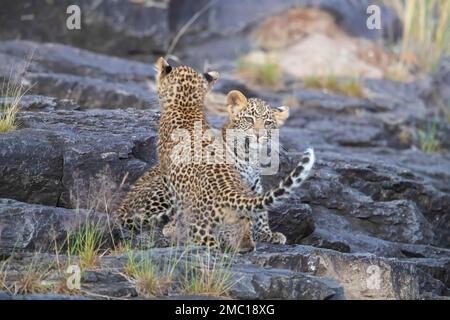 Leopard (Pathera pardus) cubs, Kenya Stock Photo - Alamy