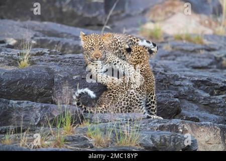 Leopard (Pathera pardus) cubs, Kenya Stock Photo - Alamy