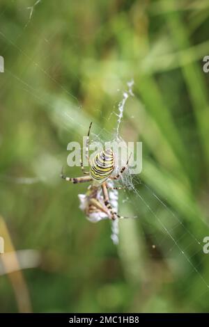 Single female of the wasp spider (latin name: Argiope bruennichi) in ...