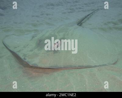 Dragon stingray (Trygon jenkinsii) (Himantura jenkinsi), stingray. Dive ...