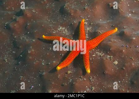 Orange starfish (Austrofromia schultzei), Aliwal Shoal dive site ...