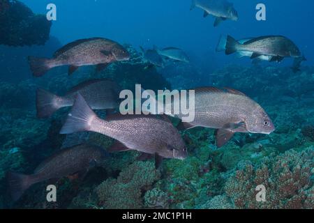 Group of Slim Bardman (Umbrina ronchus) (Umbrina robinsoni), Bonefish ...