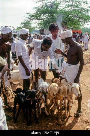 Goats for sale, weekly Periodical market at Perundurai near Erode ...