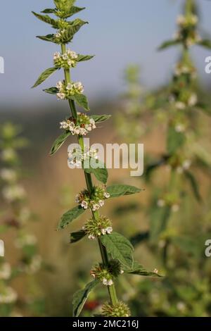 White flowers of the gypsywort (latin name: Lycopus europaeus) in ...