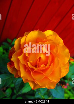 Orange shrub rose (Rosa Stock Photo - Alamy