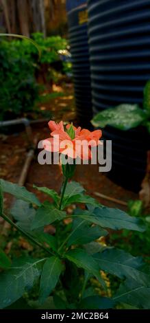 A vertical closeup shot of a Crossandra Infundibuliformis flower with ...