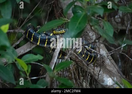 Colorful yellow & black Striped Mangrove Snake on a tree branch in the ...