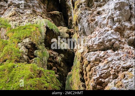 Glittering Wood-moss, Stair-step Moss, Stair Step Moss, Step-moss ...