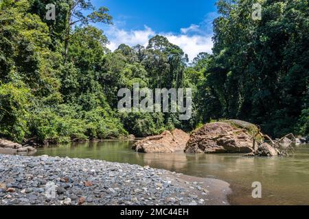 The Danum River through the Jungle, Borneo, Malaysia Stock Photo - Alamy