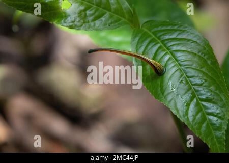 Tiger Leech (Haemadipsa picta), Danum Valley Conservation Area, Borneo ...