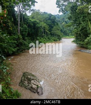 The Danum River through the Jungle, Borneo, Malaysia Stock Photo - Alamy
