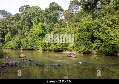 The Danum River through the Jungle, Borneo, Malaysia Stock Photo - Alamy
