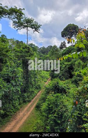 Malaysia, Borneo, Sabah, Tabin Nature Reserve, Müller's gibbon funereus ...