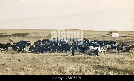 Homestead, Westward Expansion, Cattle Ranch about 1900 Stock Photo - Alamy