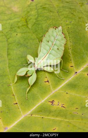 Leaf insect (Phyllium sp) on leaf Stock Photo - Alamy