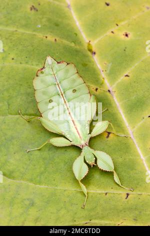 Leaf insect (Phyllium sp) on leaf Stock Photo - Alamy
