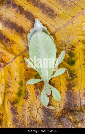 Leaf Insect (Phyllium sp) leaf mimic, New Britain, Papua New Guinea ...