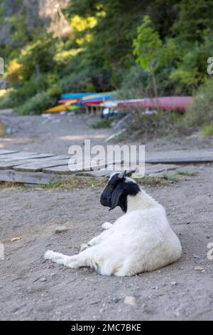 Goat at the beach of Lago General Carrera in Puerto Rio Tranquilo ...