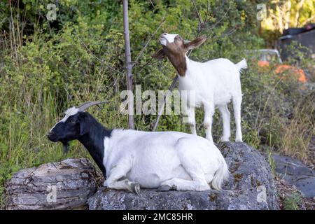Goats at the beach of Lago General Carrera in Puerto Rio Tranquilo ...
