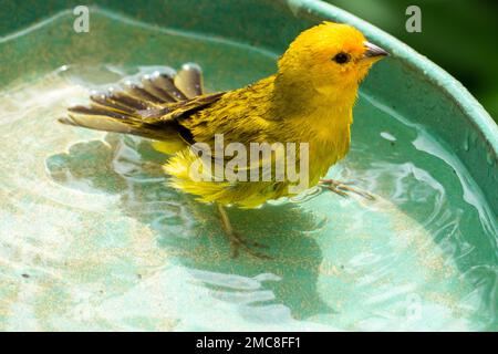 yellow canary,Crithagra flaviventris is a small passerine bird in the ...