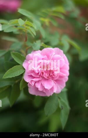 Close-up of a Damask Rose Stock Photo - Alamy
