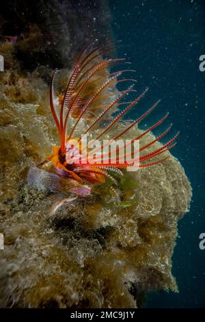 Giant barnacle, Balanus nubilus Stock Photo - Alamy