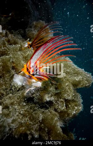 Giant Acorn Barnacle, Balanus nubilus, on the Oregon Coast in ...