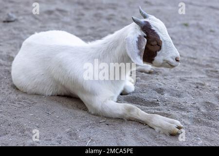 Goat at the beach of Lago General Carrera in Puerto Rio Tranquilo ...