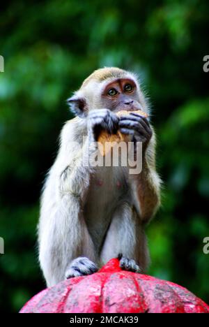 Wild monkeys at the entrance to the Batu Caves take food from the ...