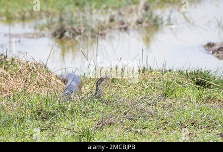 Southern African rock python (Python natalensis) emerging from a ...