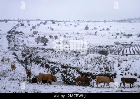 Cows in the Golan Heights, Israel border with Lebanon Stock Photo - Alamy