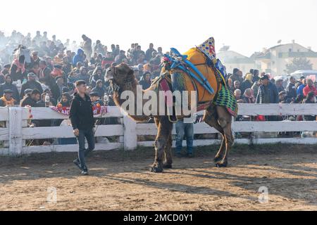 Turkey,Izmir ; 2023 January 15 ;41th Ephesus Selcuk Camel Wrestling ...