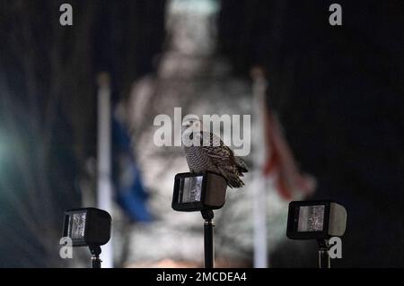 The U.S. Capitol building gives backdrop to a rare snowy owl standing ...