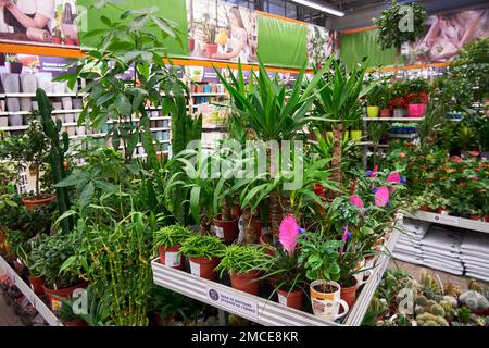 Large selection of indoor plants in the store. Plant shop interior ...