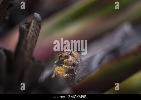 Male Peacock spider (Maratus icarus) in his breeding plumage Stock ...