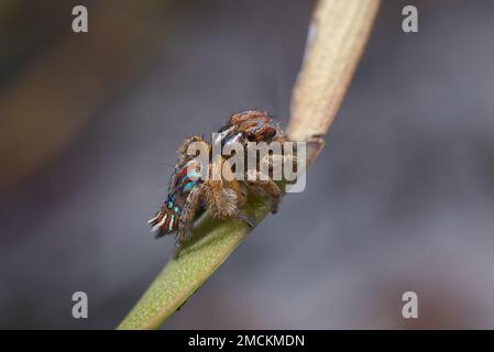 Male Peacock spider (Maratus icarus) in his breeding plumage Stock ...