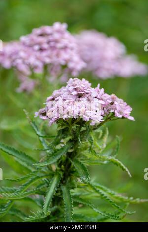 Achillea alpina pulchra, alpine yarrow, Chinese yarrow or Siberian ...