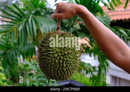 Indonesia Batam - Durian - king of fruits Stock Photo - Alamy