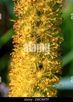 Bloodwood tree, campeachy wood, logwood - Haematoxylum campechianum L ...