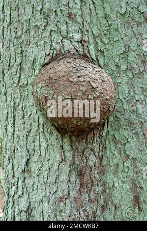 Tree canker, tissue growth on a spruce (Picea abies) trunk, common ...