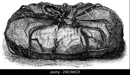 Shea butter tree, Karite tree, Vitellaria paradoxa, syn. Butyrospermum ...