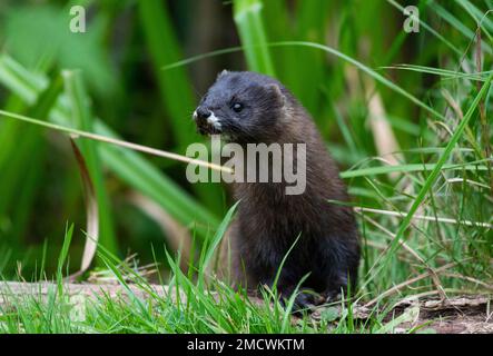 European mink (Mustela lutreola), captive, Germany Stock Photo - Alamy