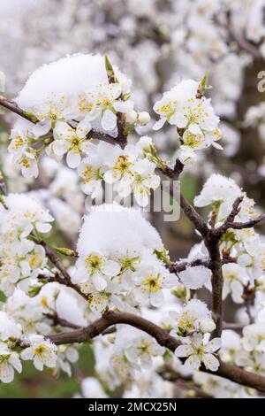 Snow-covered pear tree blossoms after the onset of winter, Baden ...