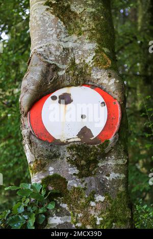 Traffic sign no throughway grown into tree trunk, Greuthau nature ...