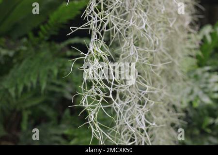 Locks of natural Spanish moss hanging in the jungle in a black and ...