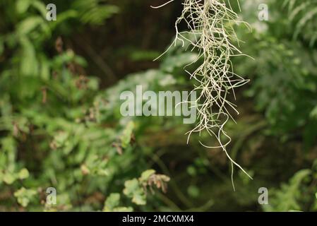 Locks of natural Spanish moss hanging in the jungle in a black and ...