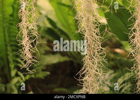 Locks of natural Spanish moss hanging in the jungle in a black and ...
