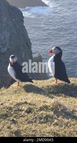 two puffins on a cliff face with one looking down at the second who has ...