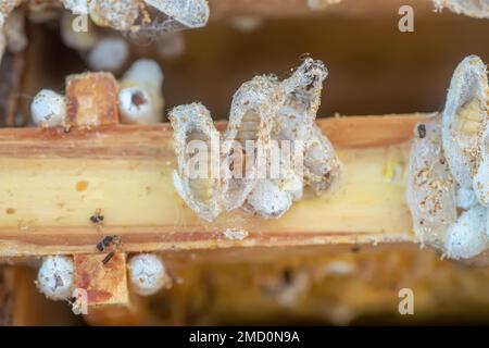 Fully-grown larvae form cocoons in comb debris, attached to frame or ...