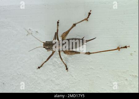 Tettigoniidae with a sharp tail on the wall in the house, grasshopper ...